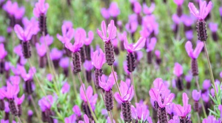 Ultimate Guide to Baking with Lavender: Everything You Need to Know ...